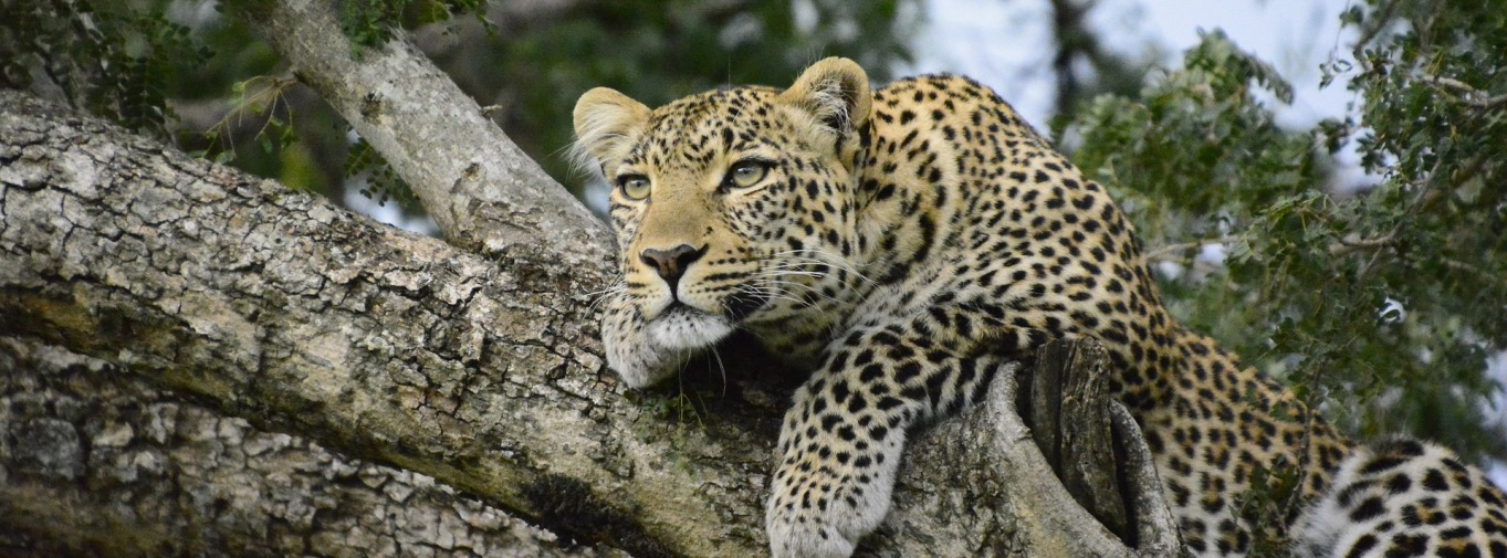 Amazing Memories Safaris | Best East Africa Safaris | Kenya & Tanzania