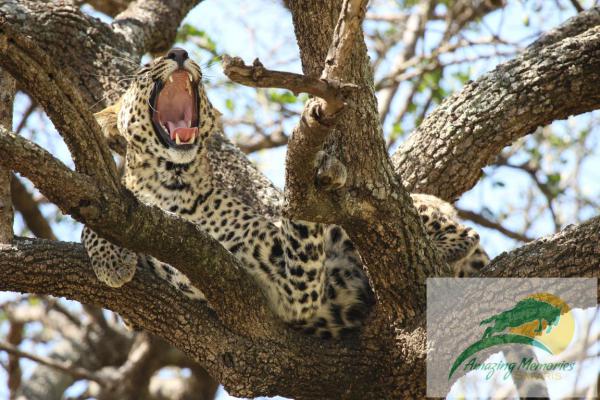 About us - Amazing Memories Safaris