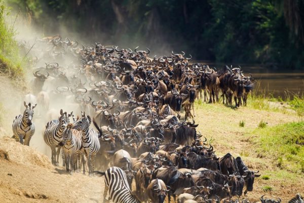Great Wildebeest Migration in Maasai Mara: All You Need to Know ...